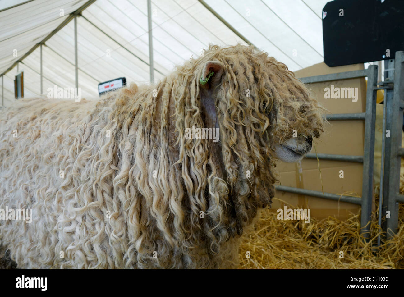 Longwool hi-res stock photography and images - Alamy