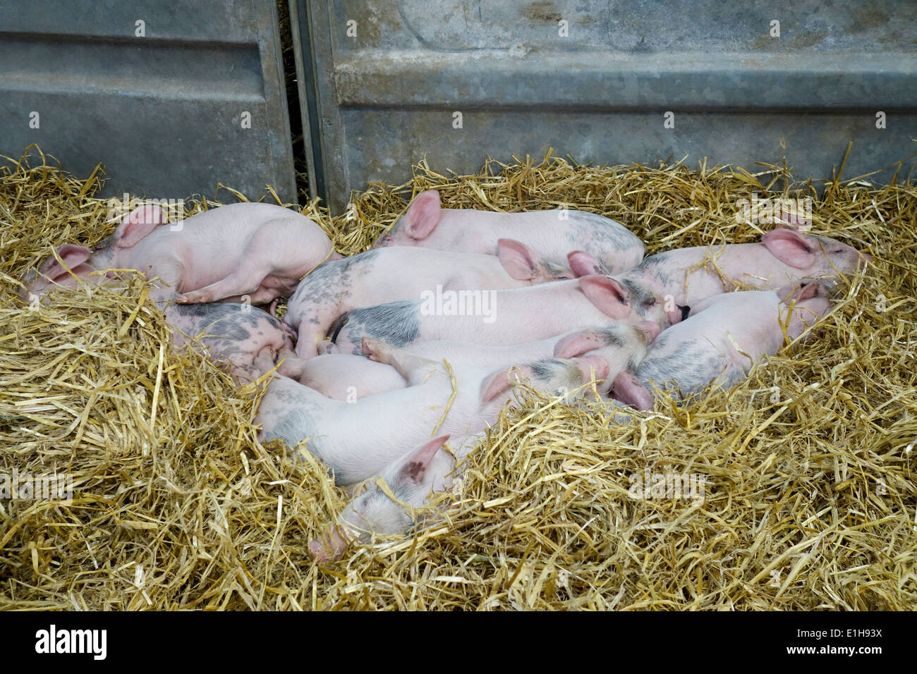 Piglets sleeping pigs pig hi-res stock photography and images - Alamy