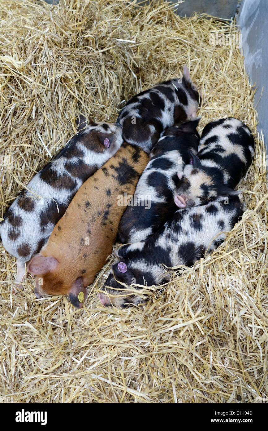 Black And White Pigs High Resolution Stock Photography and Images - Alamy