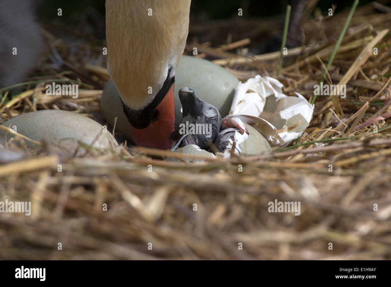 Cygnet with eggs hi-res stock photography and images - Alamy