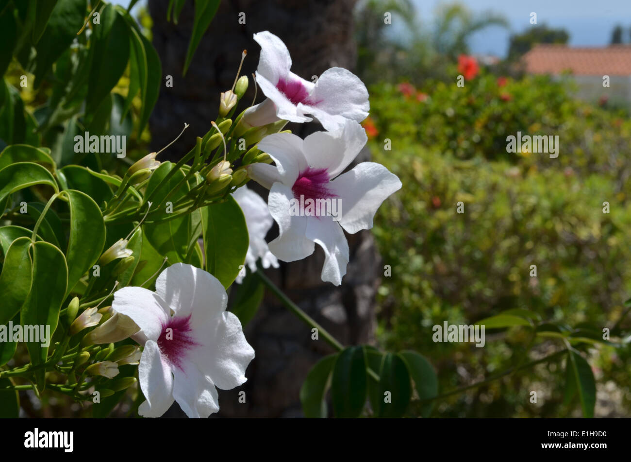 Beautiful flowers growing by the pool in Paphos, Cyprus Stock Photo - Alamy