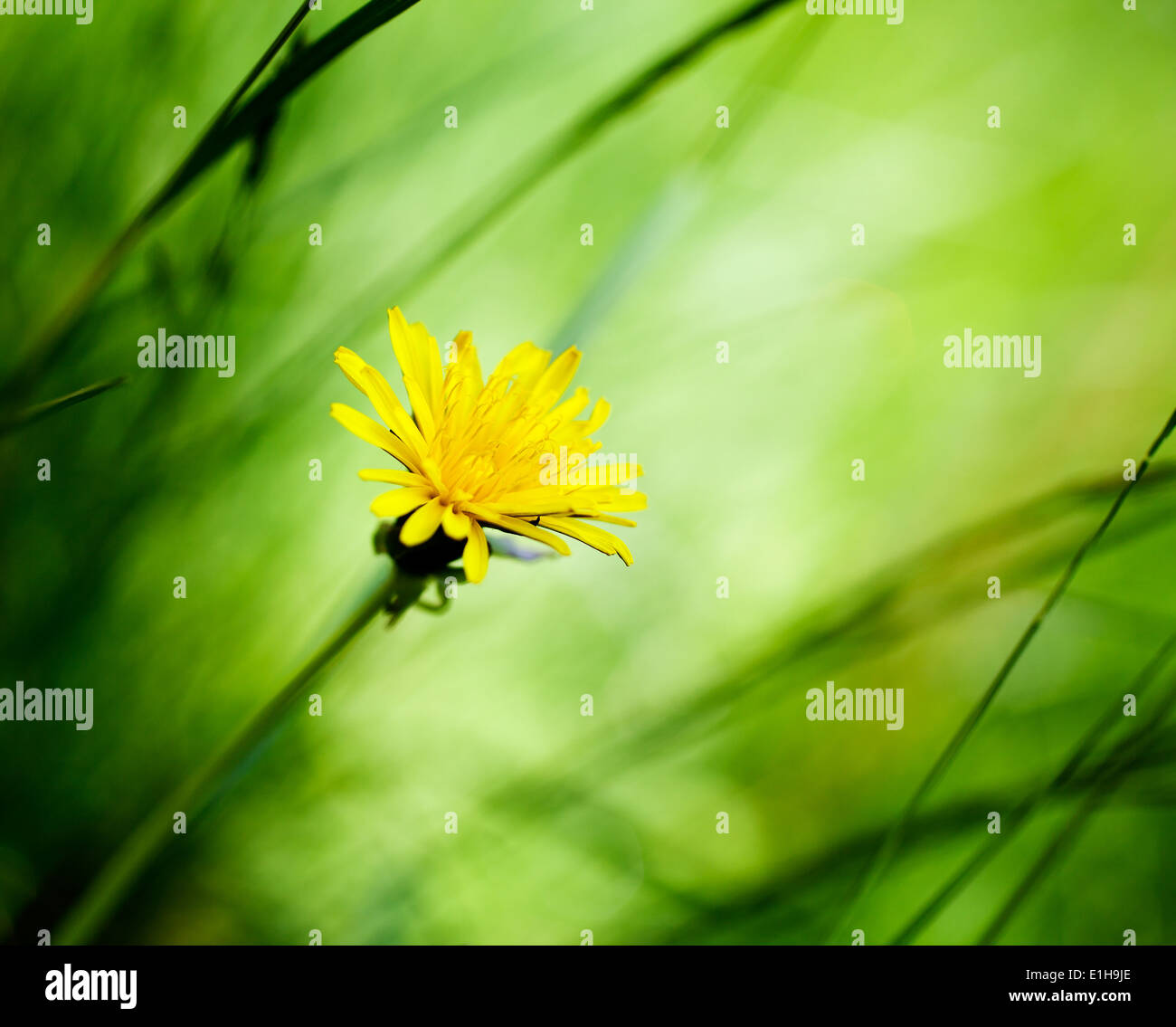 Middle of summer flower hi-res stock photography and images - Alamy