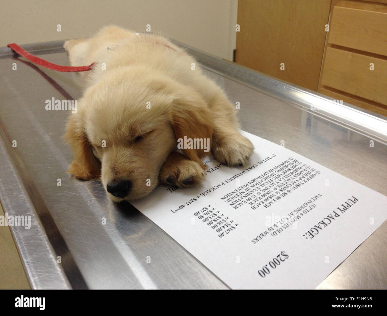 Tired golden retriever hi-res stock photography and images - Alamy