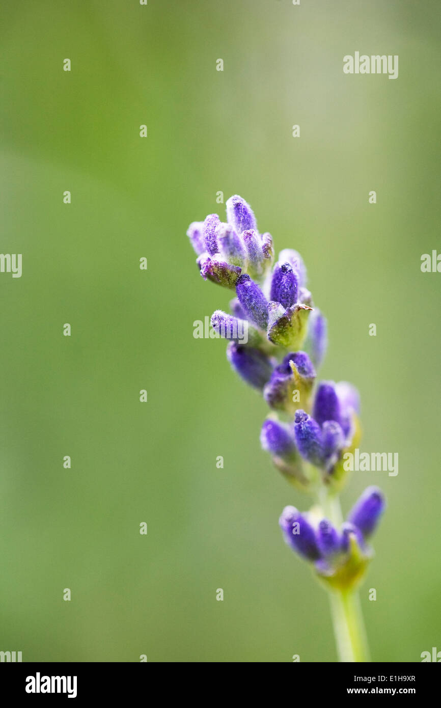 Single lavender spike, growing in a French garden. Lavandula flowers ...