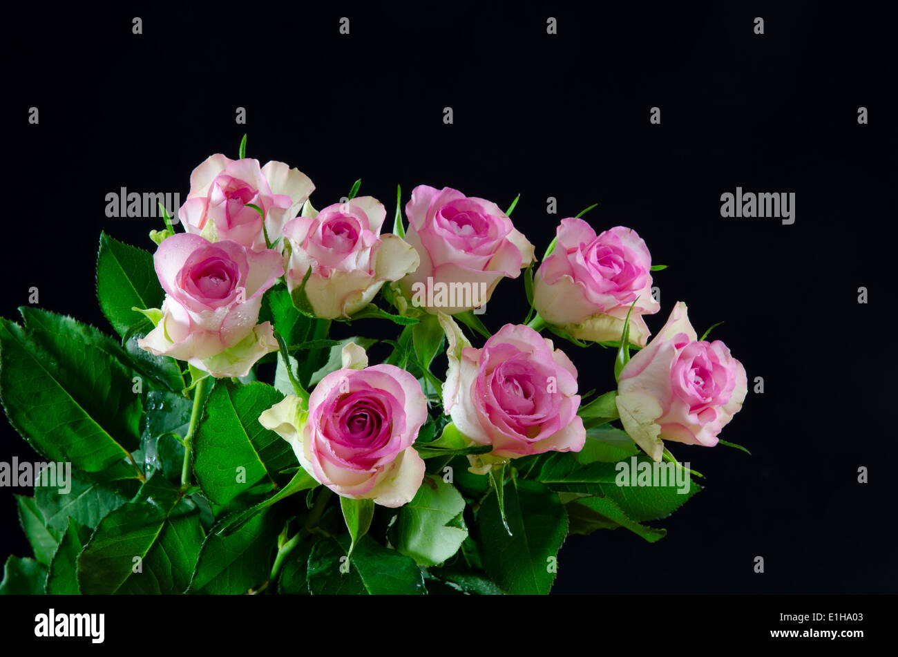 Bouquet of fresh pink roses at black background Stock Photo - Alamy