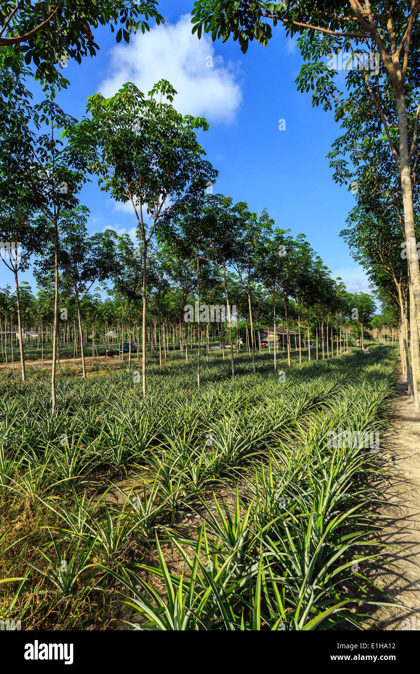 Rubber Tree And Pineapple Plantation With Rows Of Cultivated Trees In ...