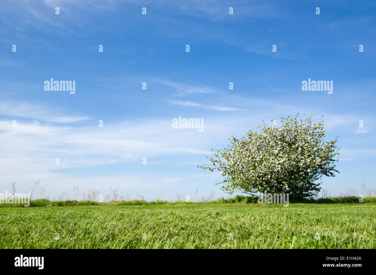 Lone apple hi-res stock photography and images - Alamy