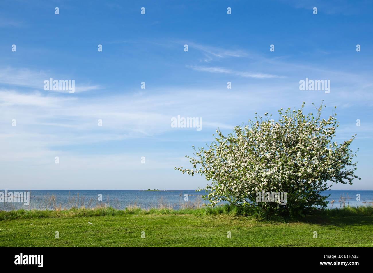 Alone blossom apple tree bush by the coast Stock Photo - Alamy