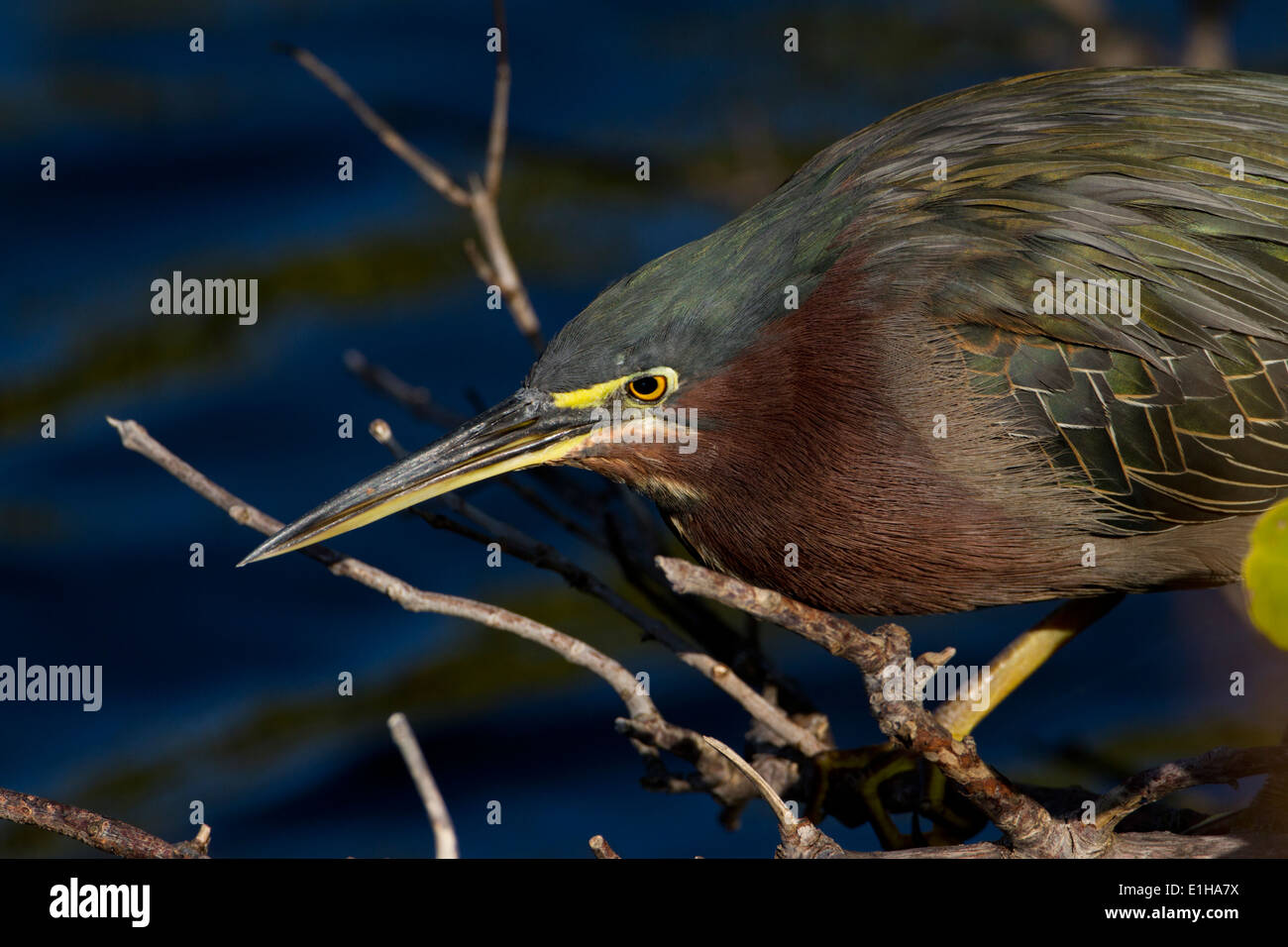 LIttle Green Heron stalking food Stock Photo - Alamy