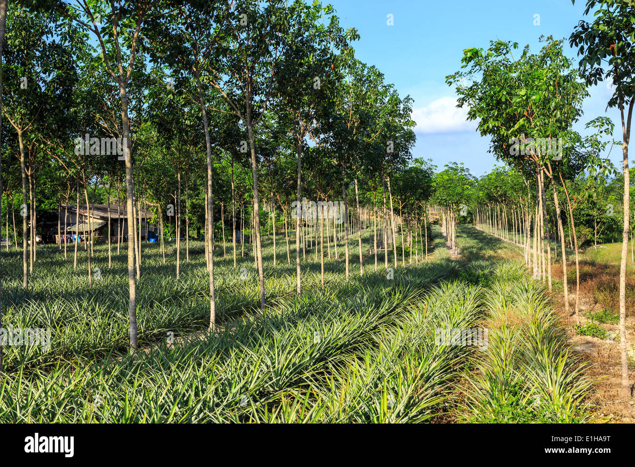 Rubber Tree And Pineapple Plantation With Rows Of Cultivated Trees In ...