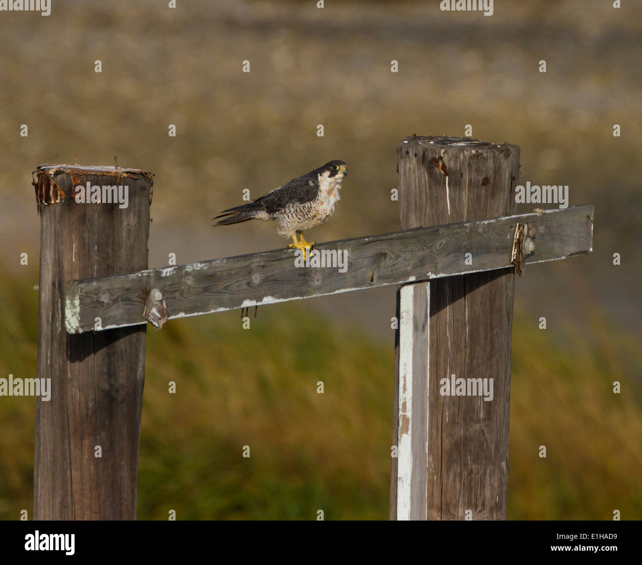 Peregrine Falcon perched Stock Photo - Alamy
