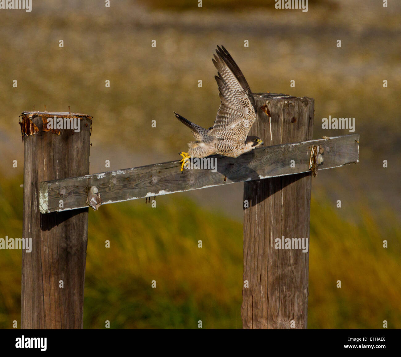 Peregrine Falcon taking Flight Stock Photo - Alamy
