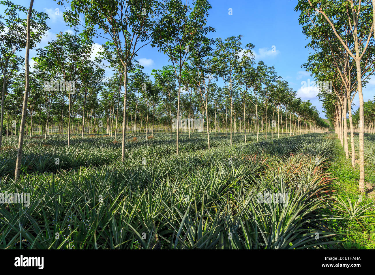Rubber Tree And Pineapple Plantation With Rows Of Cultivated Trees In ...