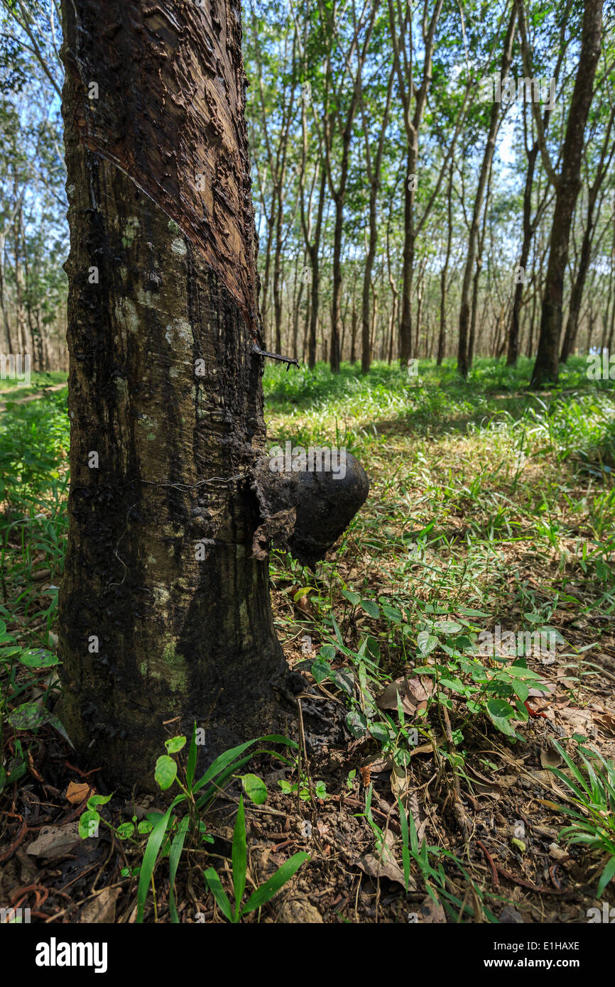Latex tapping cup hi-res stock photography and images - Alamy
