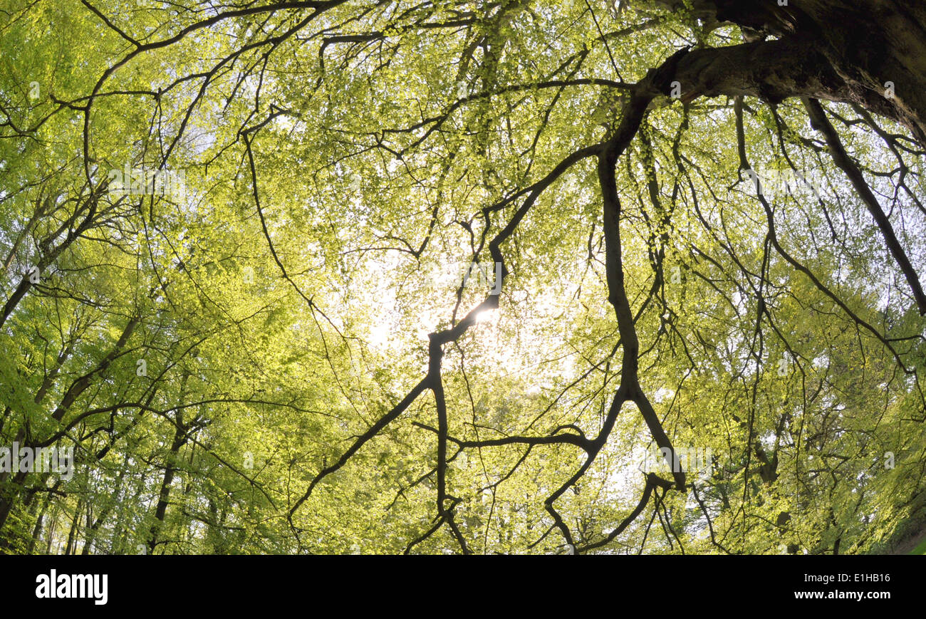 Sunlight shining through the tree canopy Stock Photo - Alamy