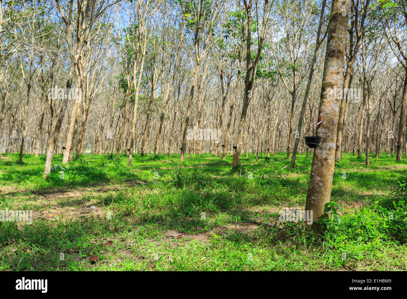 Thick plantation hi-res stock photography and images - Alamy