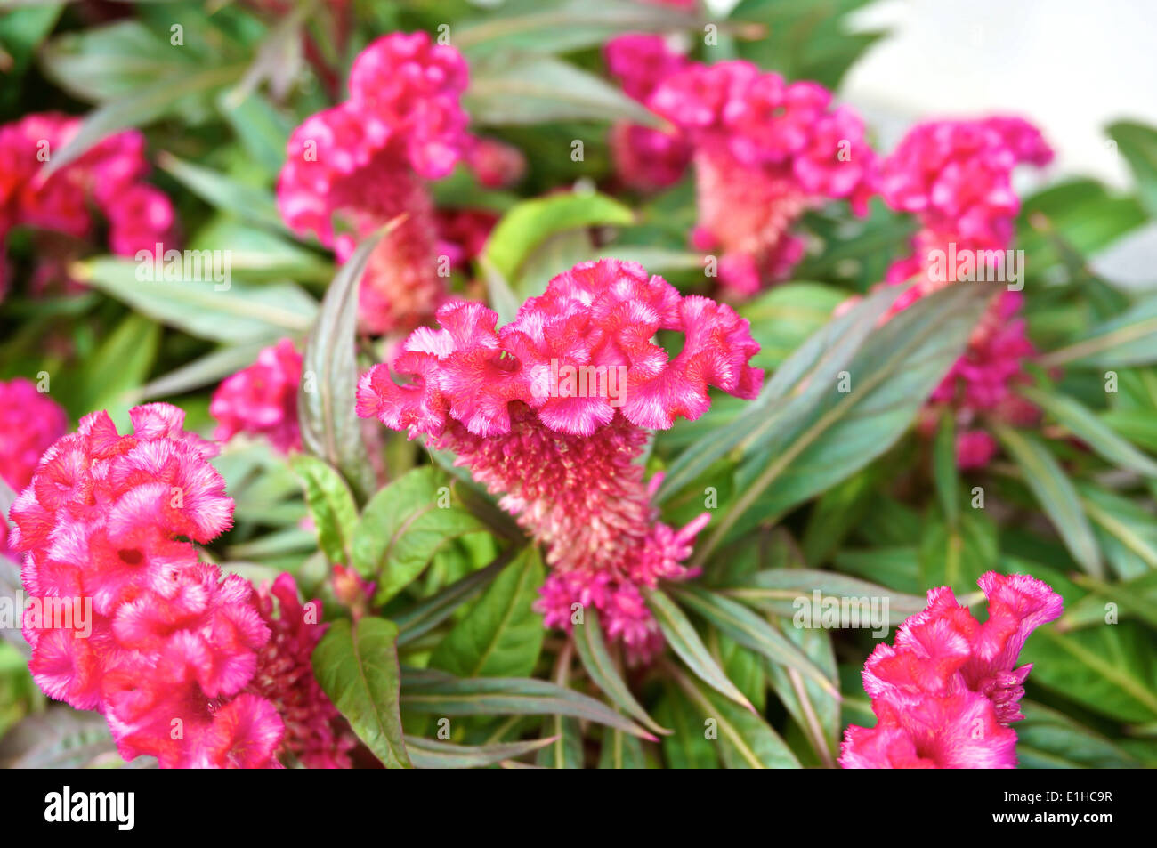 Pink Celosia argentea , Cockscomb or Chinese Wool Flower in the garden ...