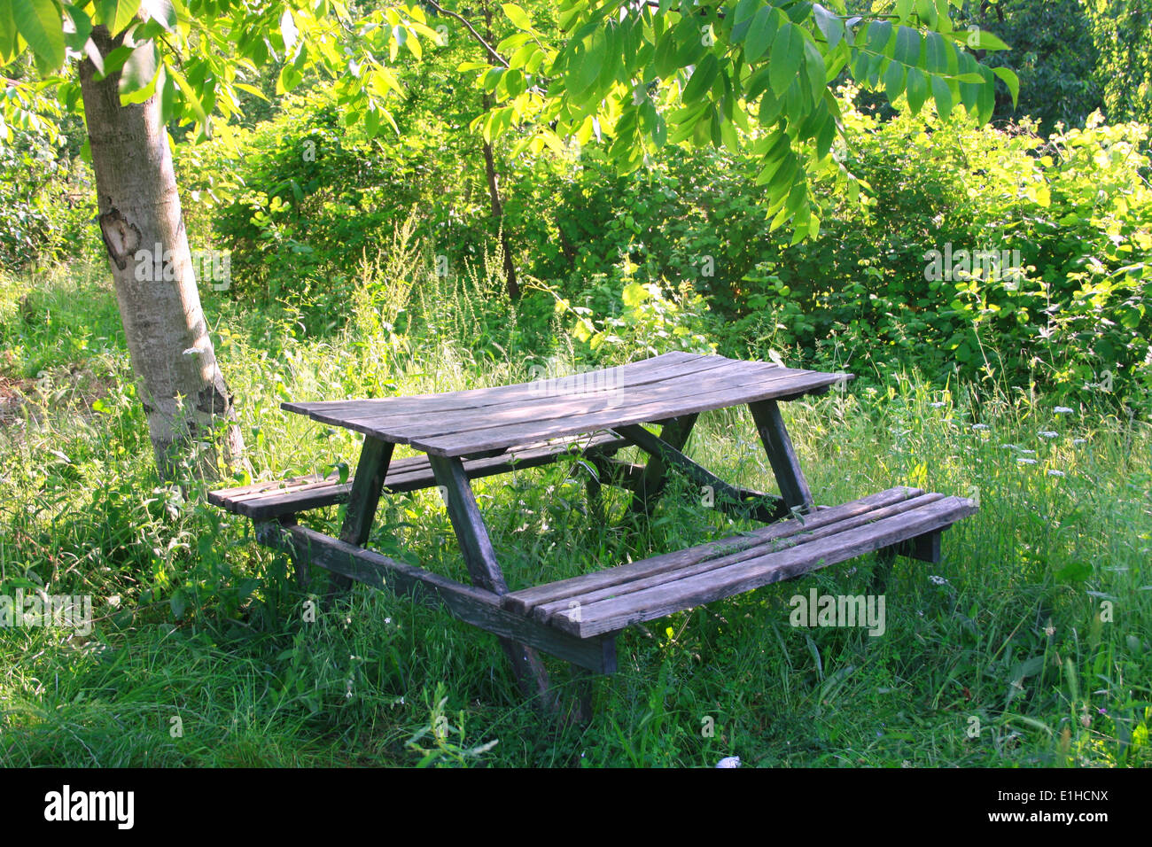 Old wooden bench in forest Stock Photo - Alamy
