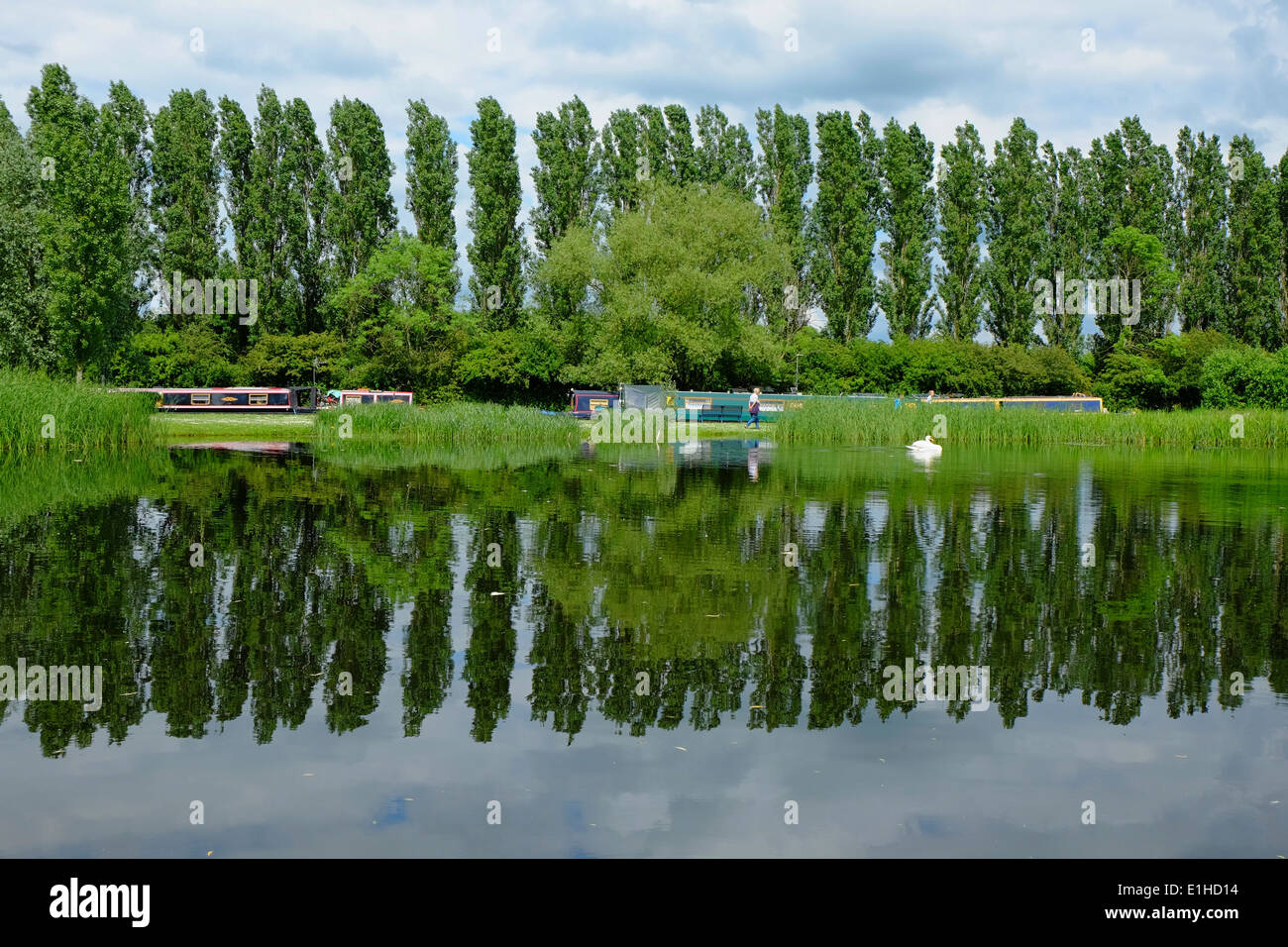 Poplar trees reflecting in water by Grand Union Canal Stock Photo - Alamy