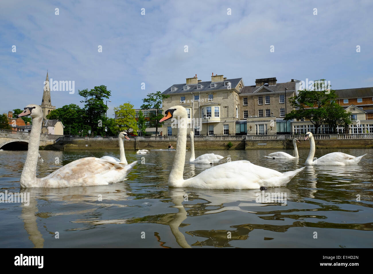 Swans & Swan Inn Hotel in Bedford Stock Photo - Alamy