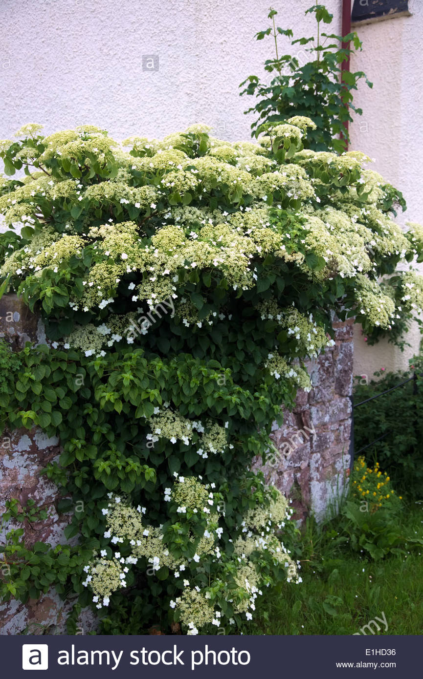 Climbing Hydrangea Hydrangea Petiolaris Stock Photos & Climbing ...