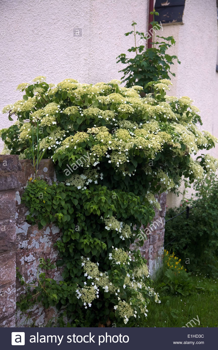 Climbing Hydrangea Hydrangea Petiolaris Stock Photos & Climbing ...