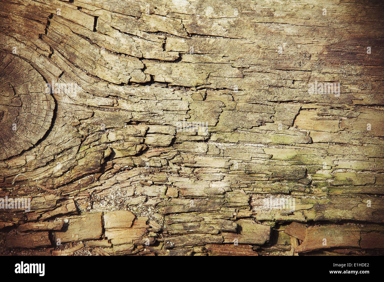 Close rotten wood Stock Photo - Alamy