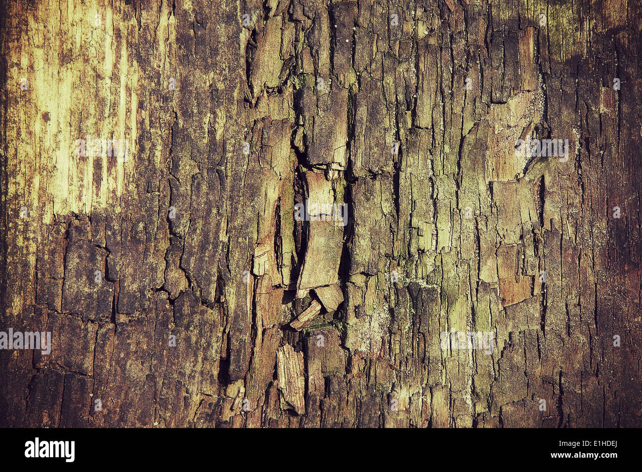 Close rotten wood Stock Photo - Alamy