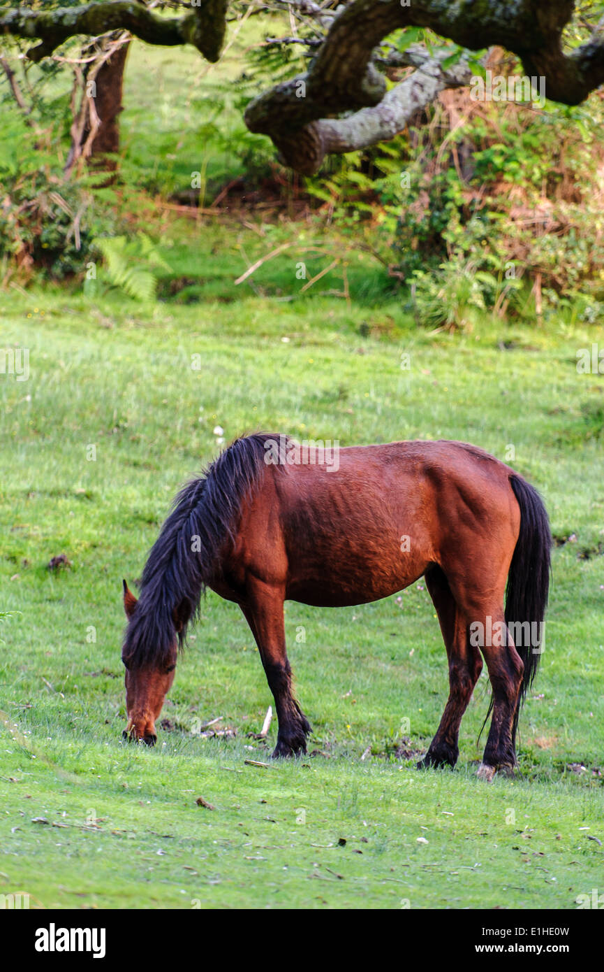 The New Forest pony is one of the recognised mountain and moorland or ...