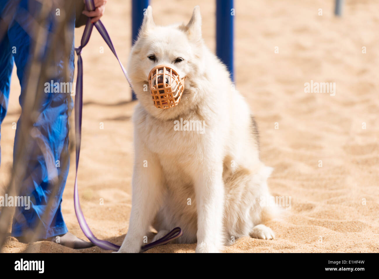 Muzzled hi-res stock photography and images - Alamy
