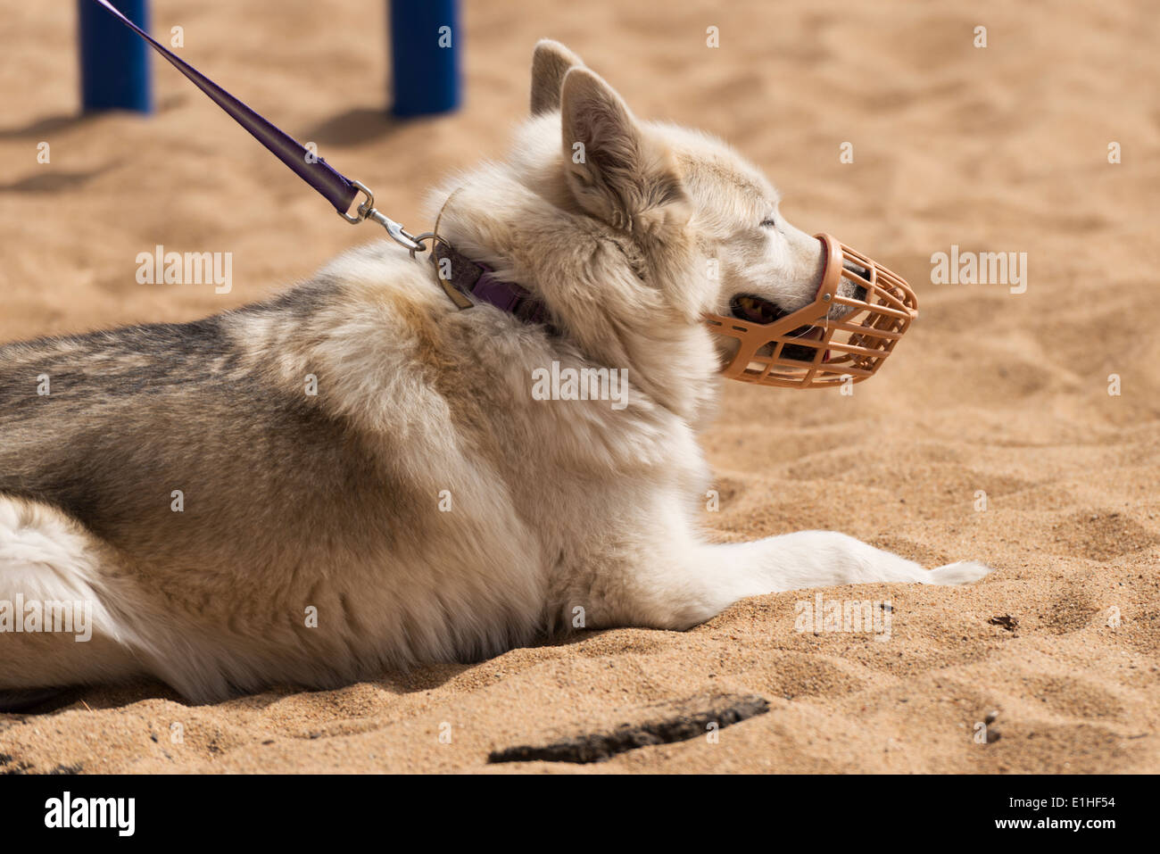 Muzzled dog hi-res stock photography and images - Alamy
