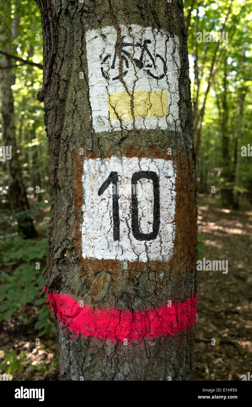 Stenciled tree with route markers on Polish forest bicycle trail ...