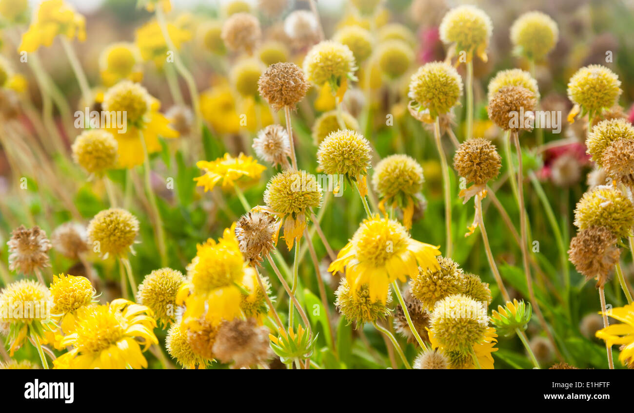 Summer wild yellow flowers meadow hi-res stock photography and images ...