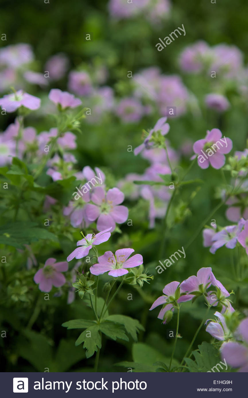 Geranium Maculatum Stock Photos & Geranium Maculatum Stock Images - Alamy