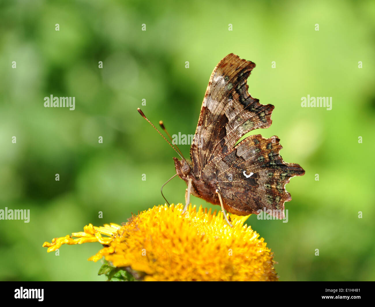 Comma butterfly, Polygonia c-album Stock Photo - Alamy
