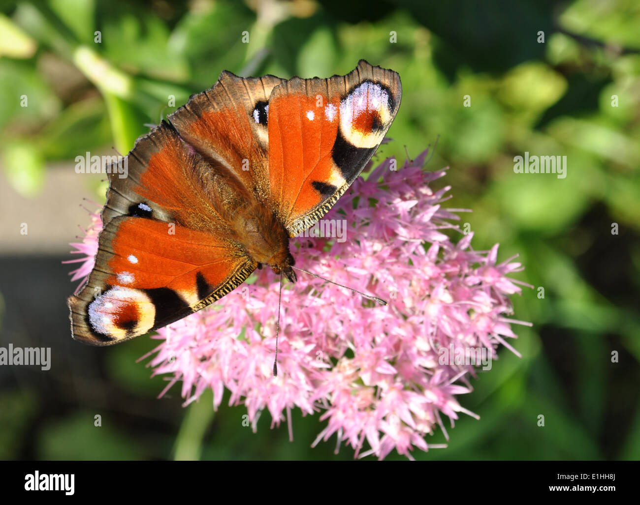 Inachis Io, Peacock butterfly Stock Photo - Alamy