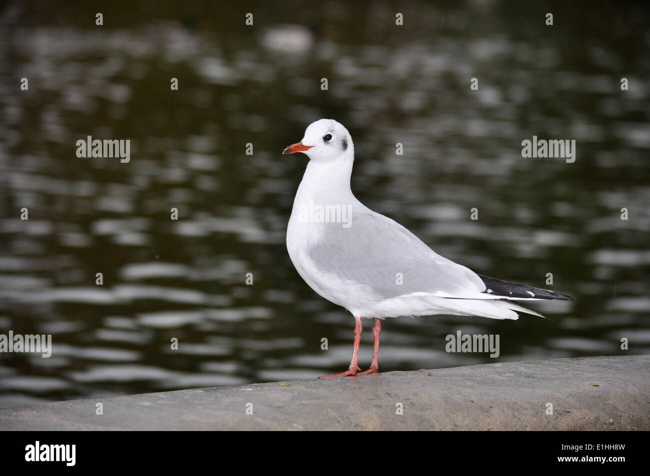 Black-headed Gull, Larus ridibundus Stock Photo - Alamy