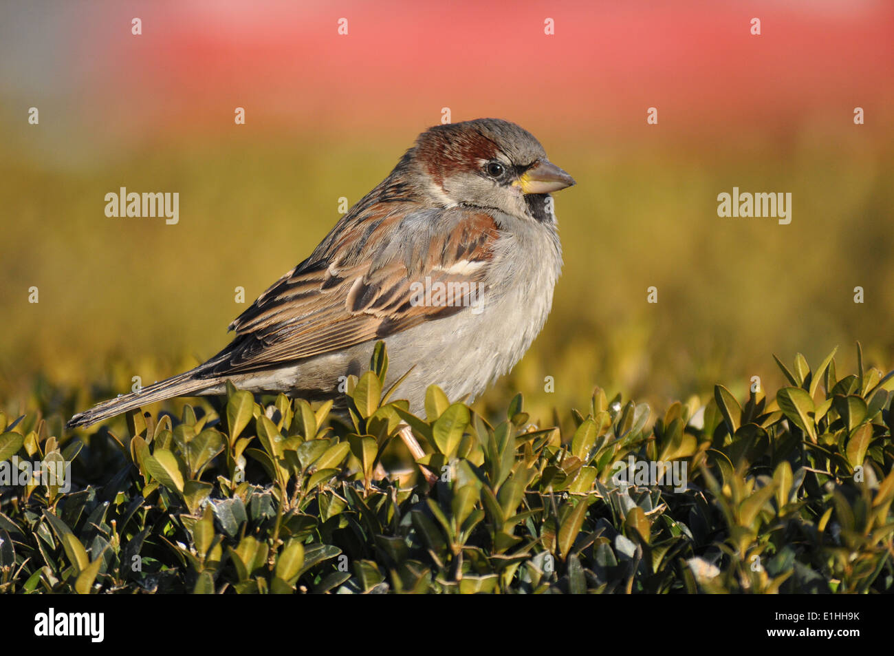 Sparrow, House Sparrow, Passer domesticus Stock Photo - Alamy