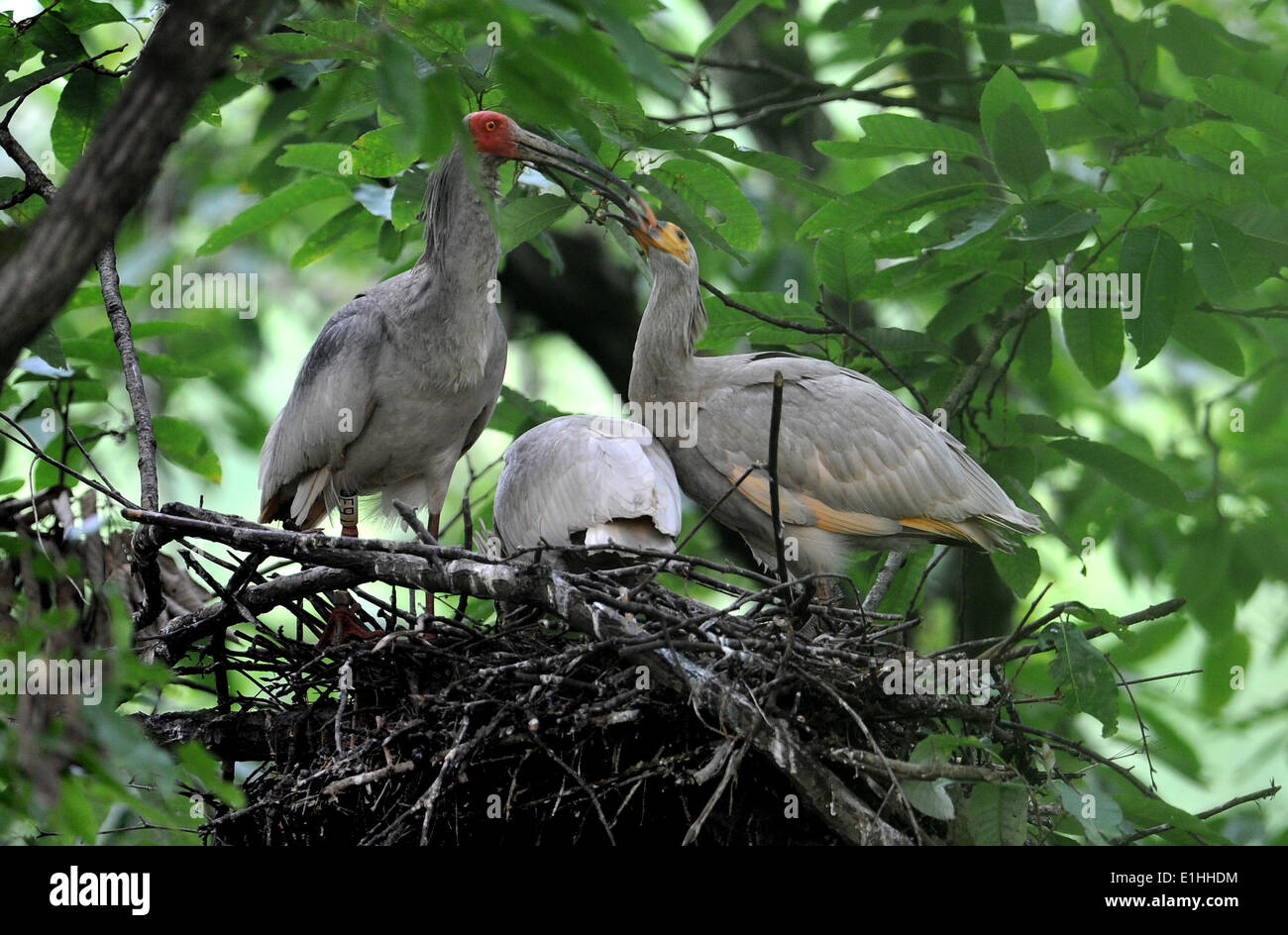 Crested ibis nature reserve hi-res stock photography and images - Alamy