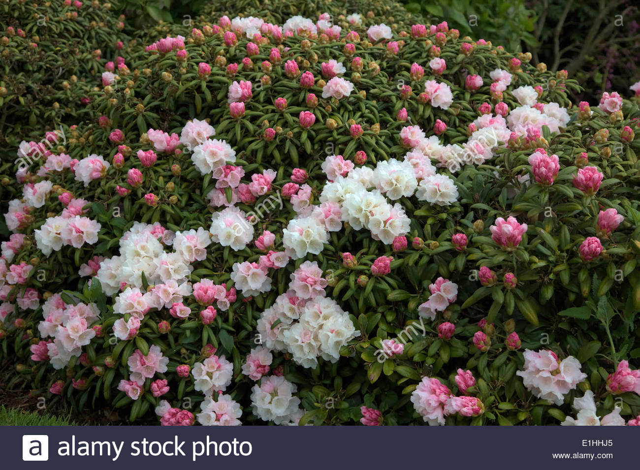 Rhododendron yakushimanum AGM Stock Photo, Royalty Free Image: 69843149 ...
