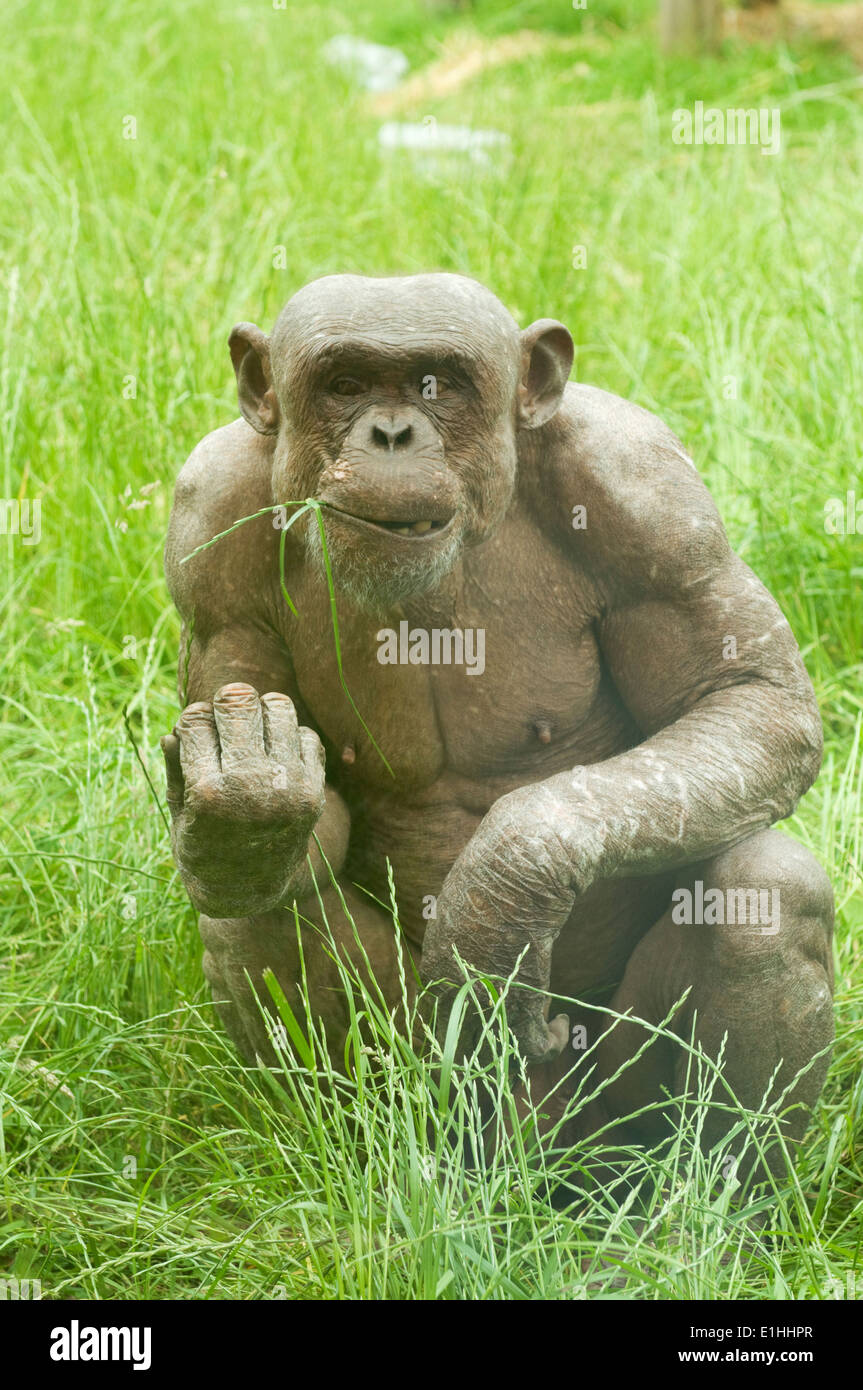 Alopecia chimpanzee hi-res stock photography and images - Alamy