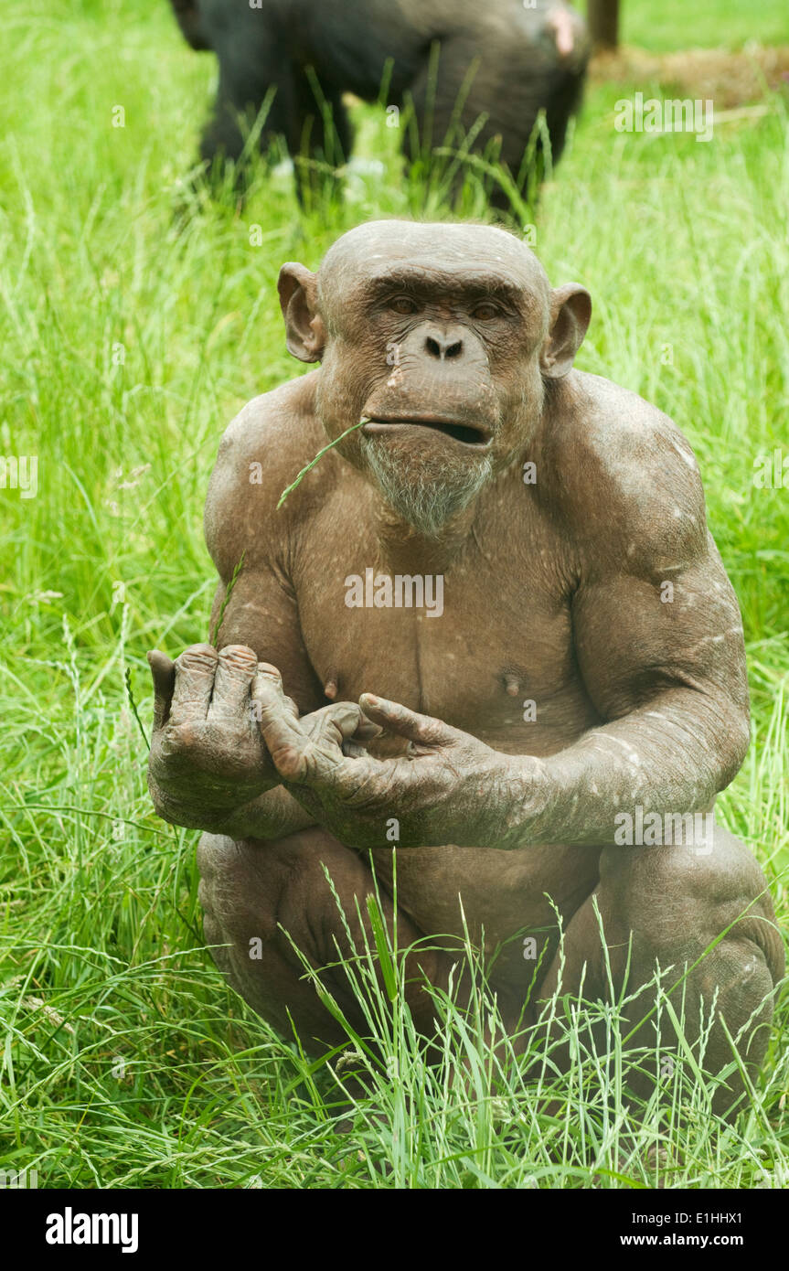 Alopecia chimpanzee hi-res stock photography and images - Alamy