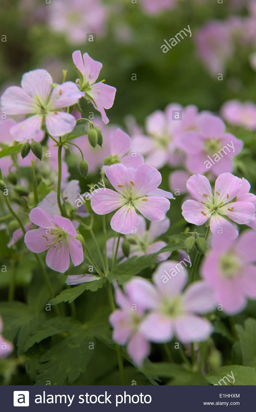 Geranium Maculatum Stock Photos & Geranium Maculatum Stock Images - Alamy