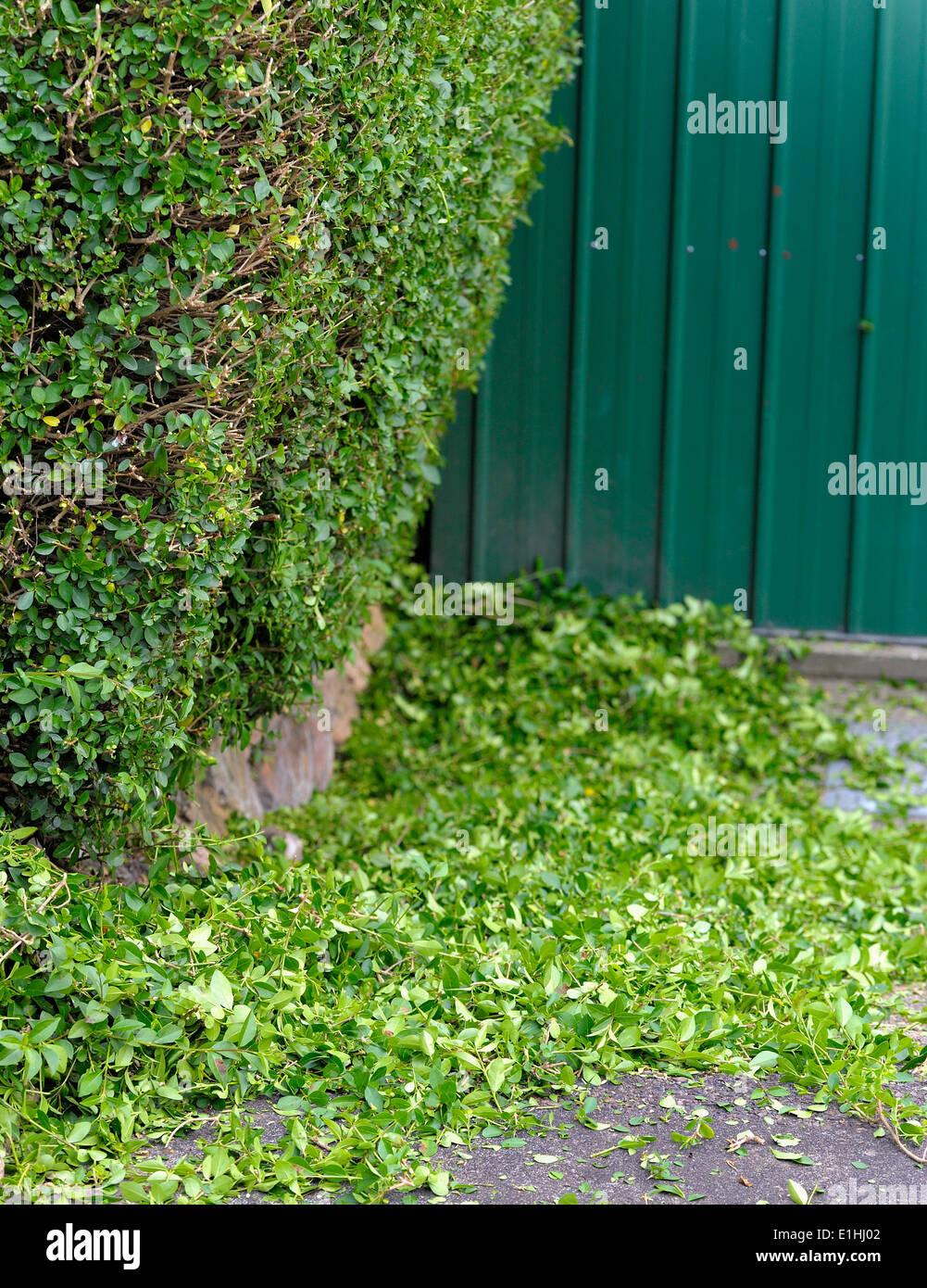 Trim hedge uk garden hi-res stock photography and images - Alamy
