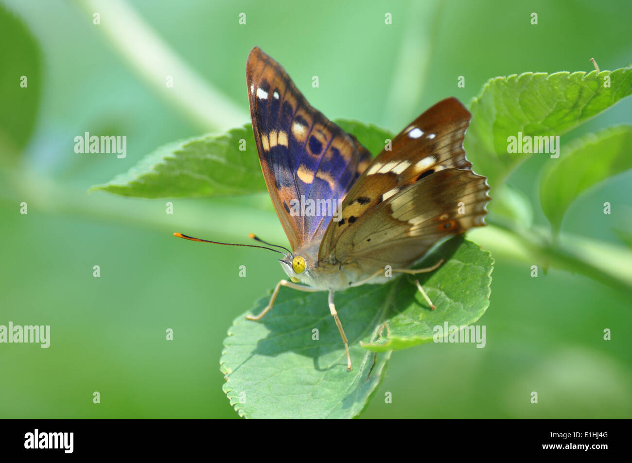 Apatura metis, Purple emperor Stock Photo - Alamy