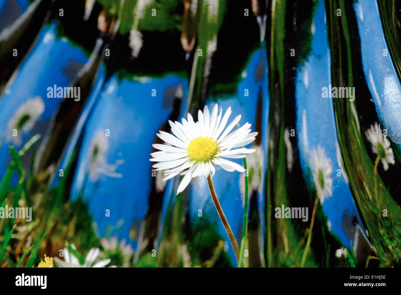 A daisy in a garden with a mirrored reflective warped background Stock ...
