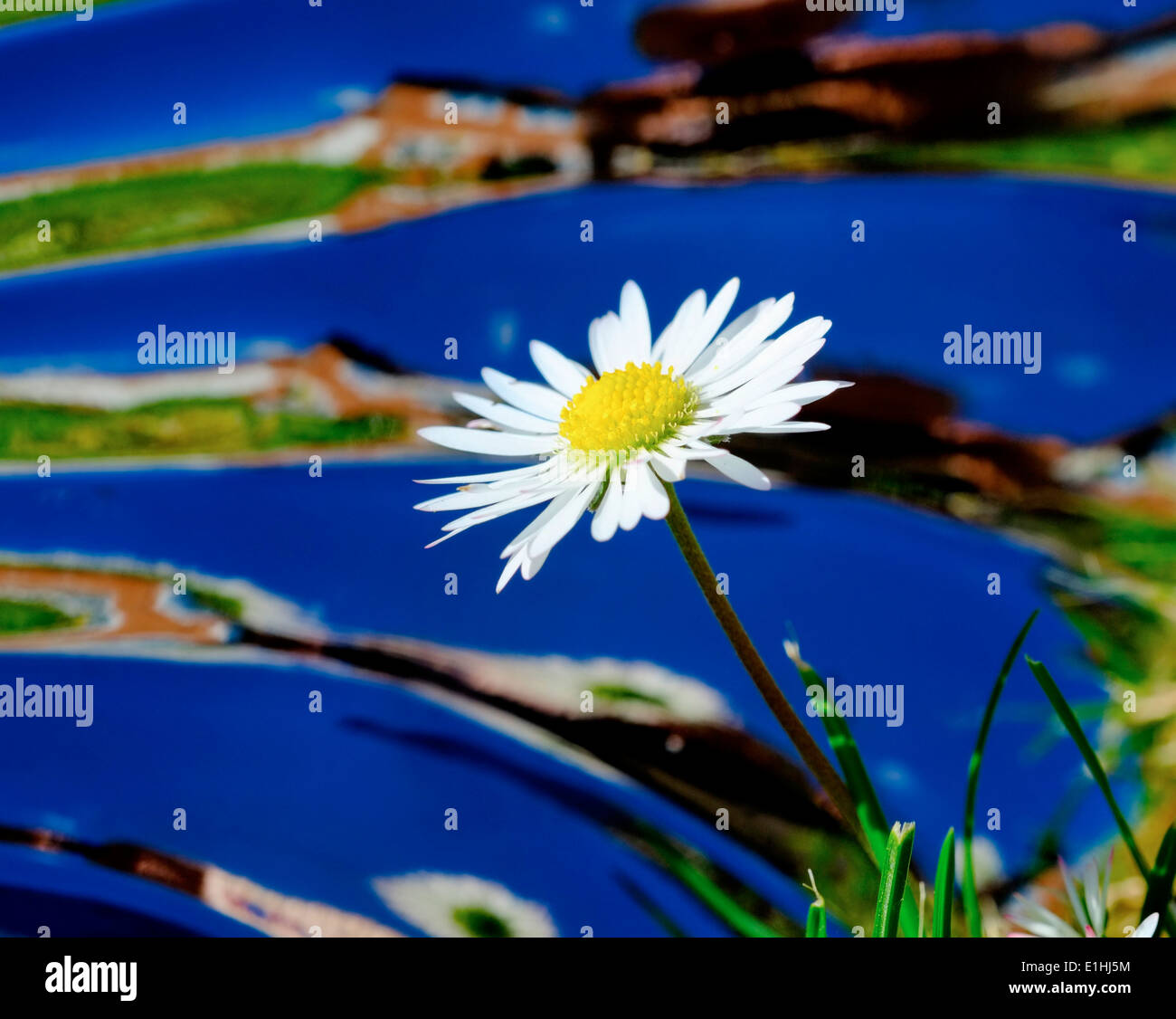 A daisy in a garden with a mirrored reflective warped background Stock ...