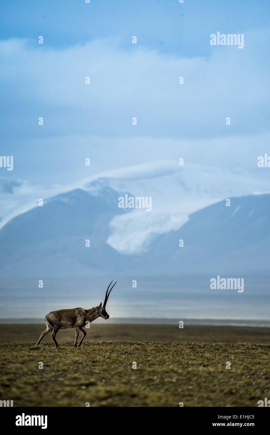 Tibetan antelope poaching hi-res stock photography and images - Alamy