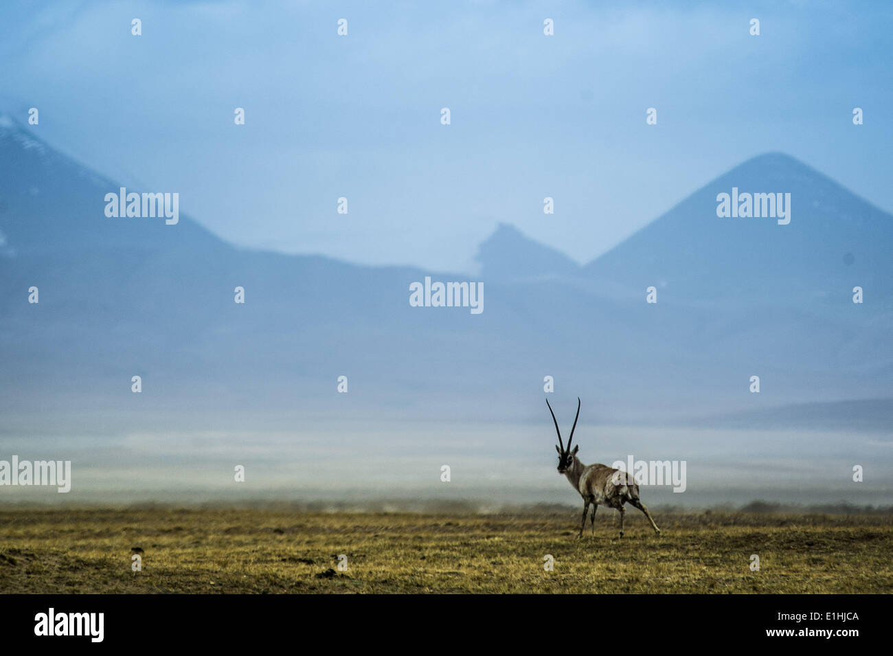 Tibetan antelope poaching hi-res stock photography and images - Alamy