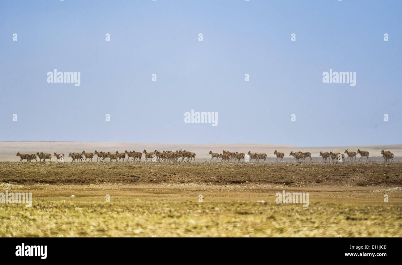 Tibetan antelope poaching hi-res stock photography and images - Alamy